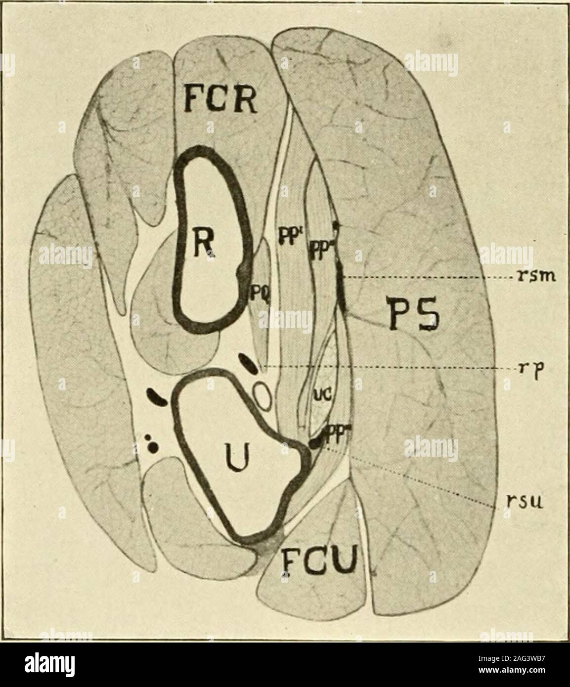 Distal row of carpal bones hi-res stock photography and images - Alamy
