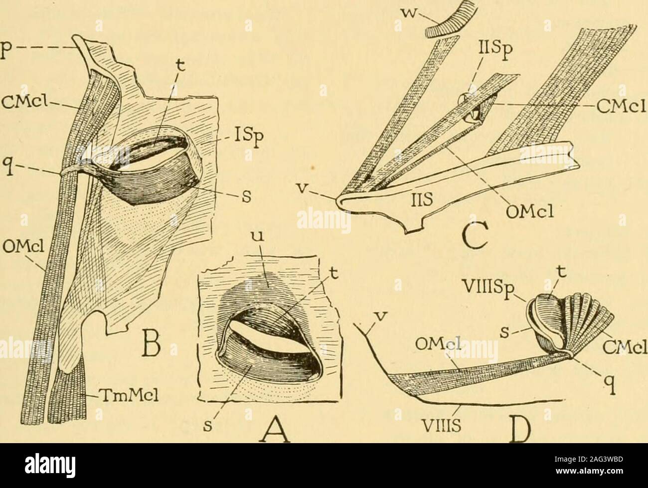 . Smithsonian miscellaneous collections. r coxal plate of the ...