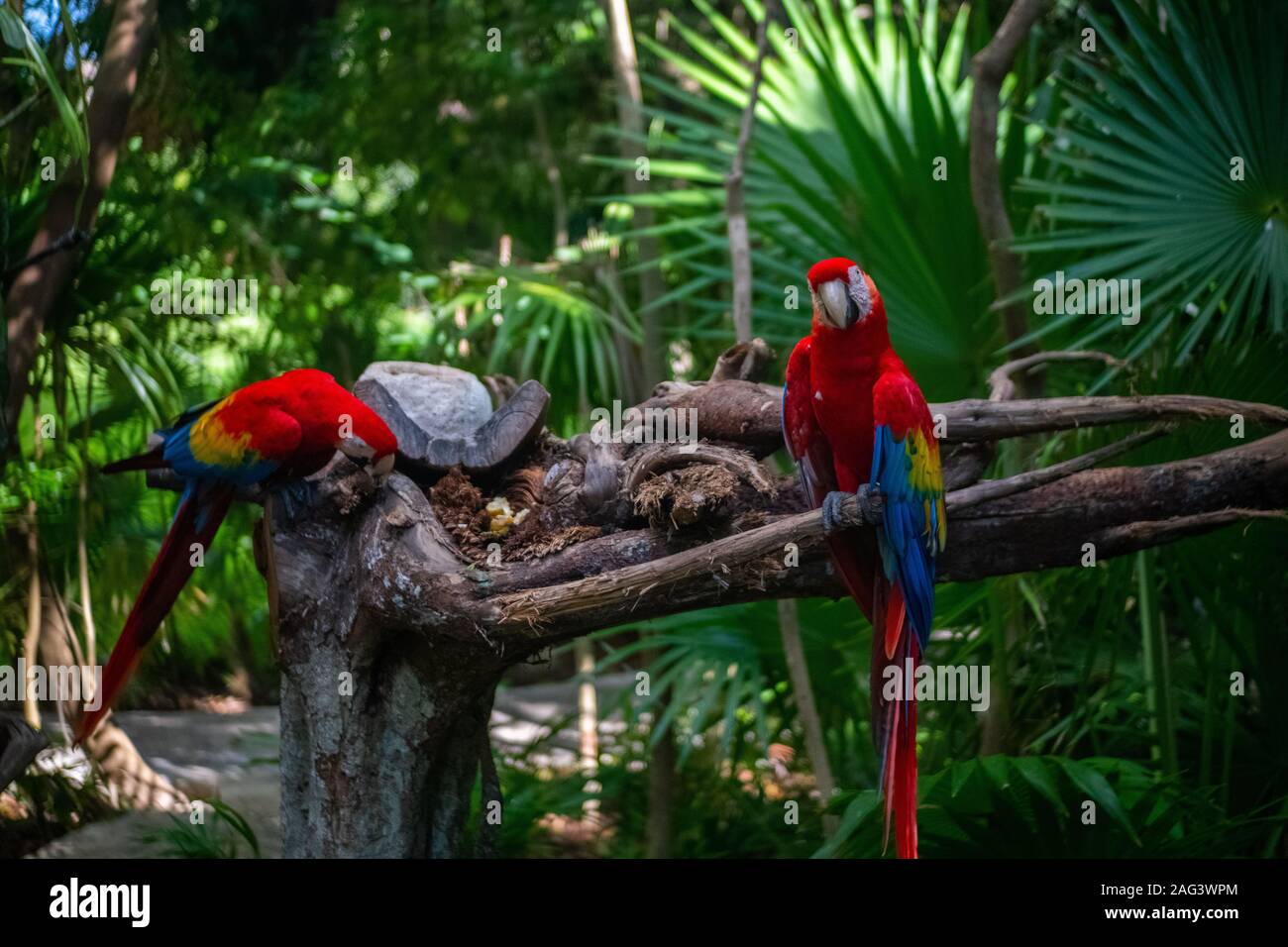 Beautiful red parrots sitting on a tree branch in the middle of a ...