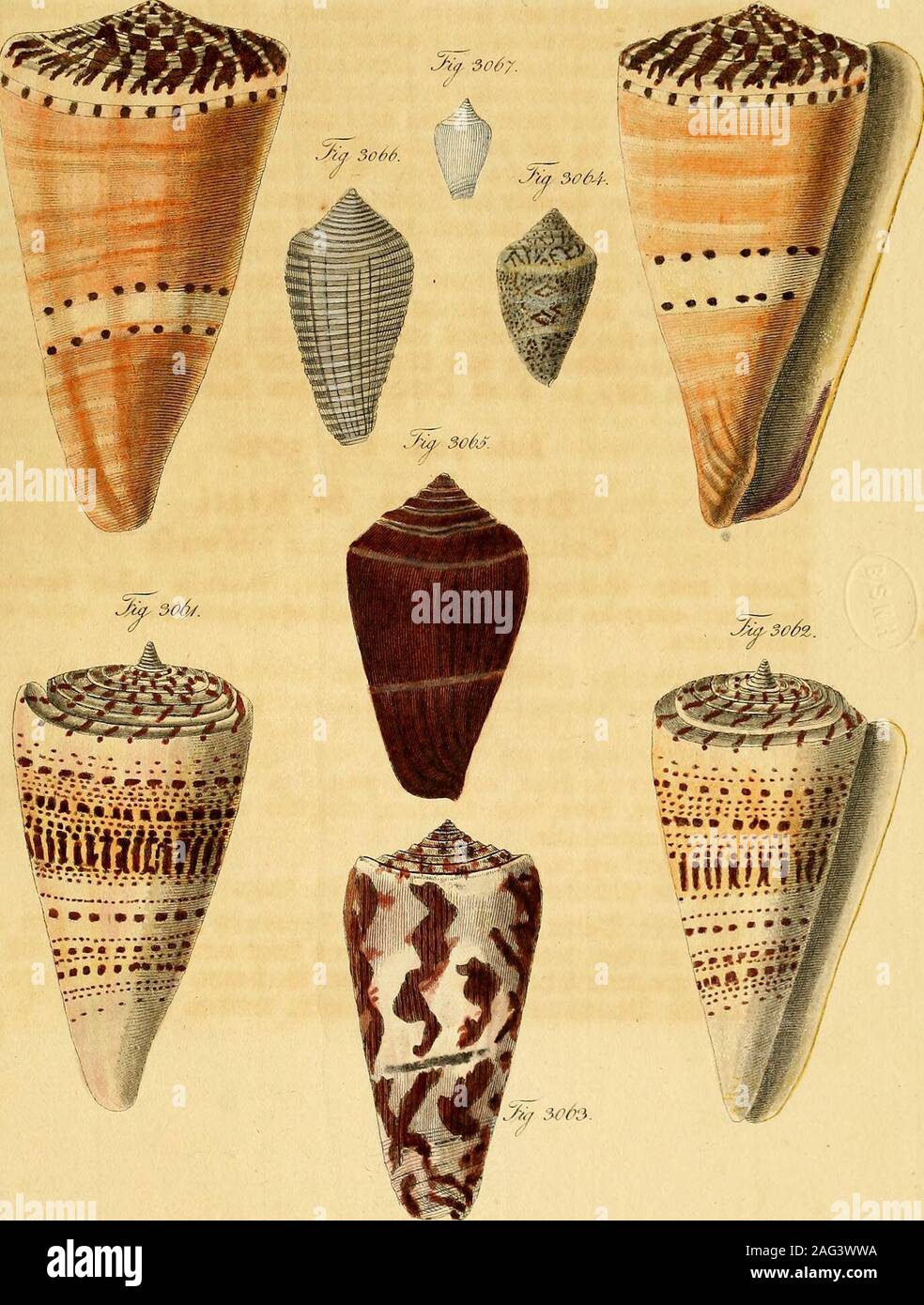 Conus mozambicus hi-res stock photography and images - Alamy