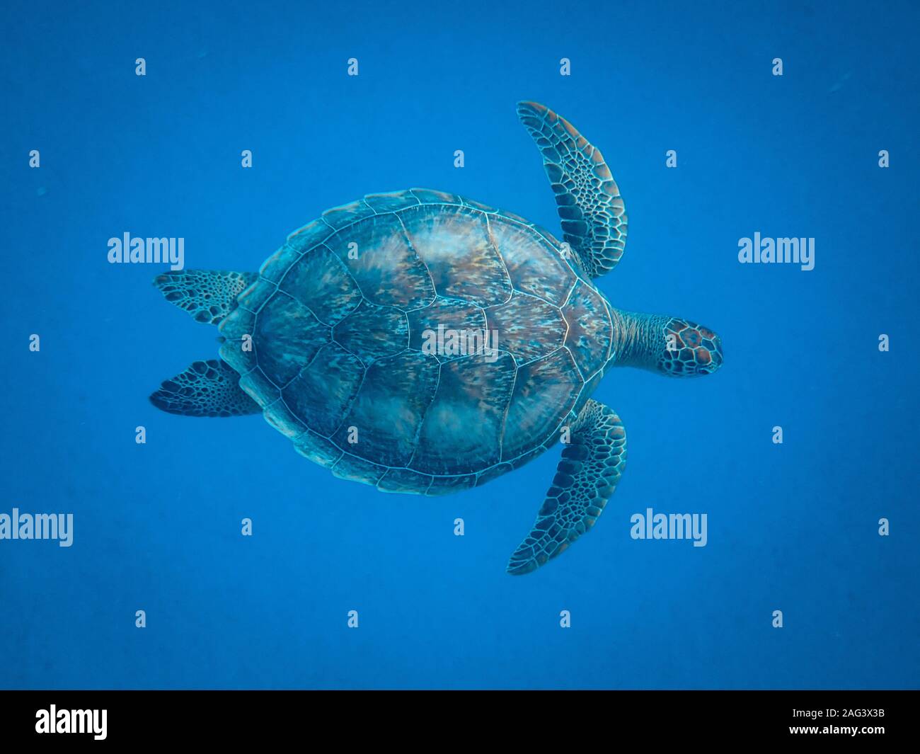 Closeup sea turtle swimming under hi-res stock photography and images ...