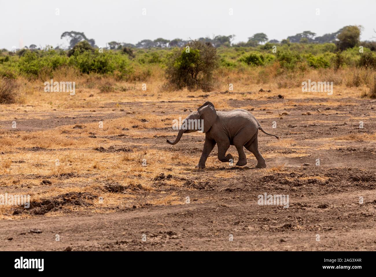 African Elephant (Loxodonta africana) calf running on the savannah in ...