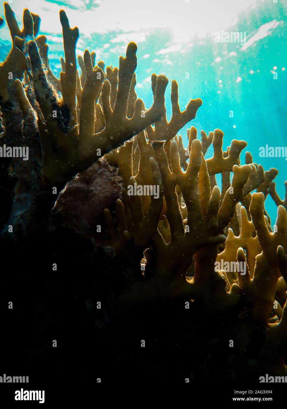 Vertical shot of beautiful corals and fish under the sea Stock Photo ...
