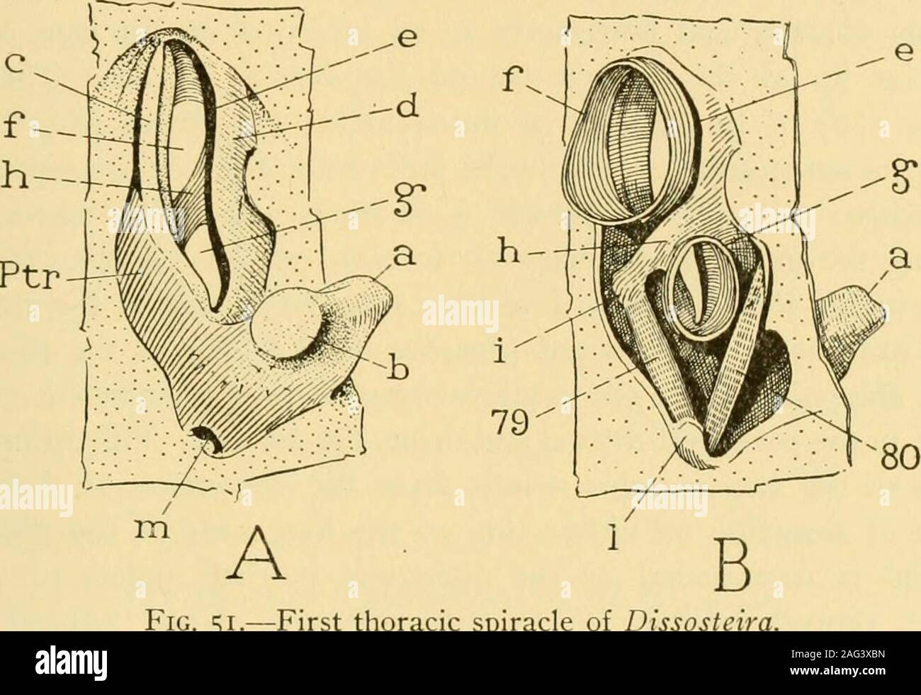 . Smithsonian miscellaneous collections. anterior and posteriorlips {c ...