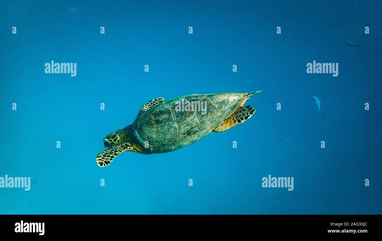 Beautiful turtle swimming under the sea Stock Photo - Alamy