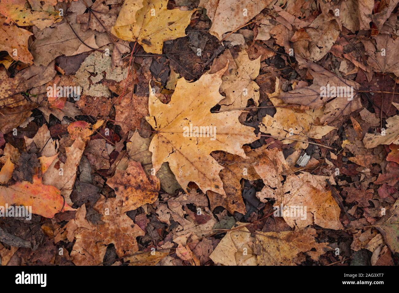 Fall leaves on the ground. Maple leaves scattered on the ground Stock ...
