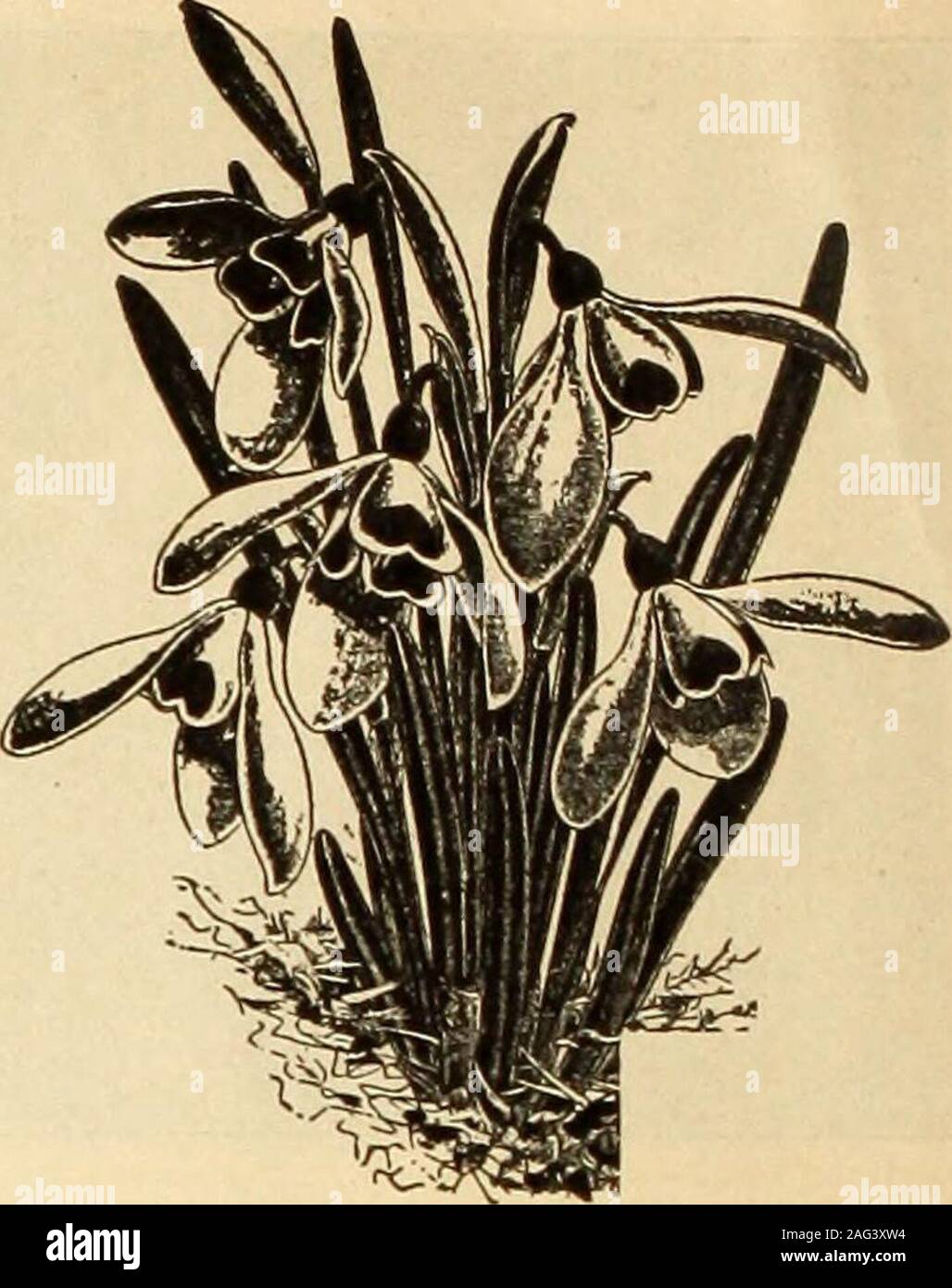 Guernsey lily nerine sarniensis hi-res stock photography and images - Alamy