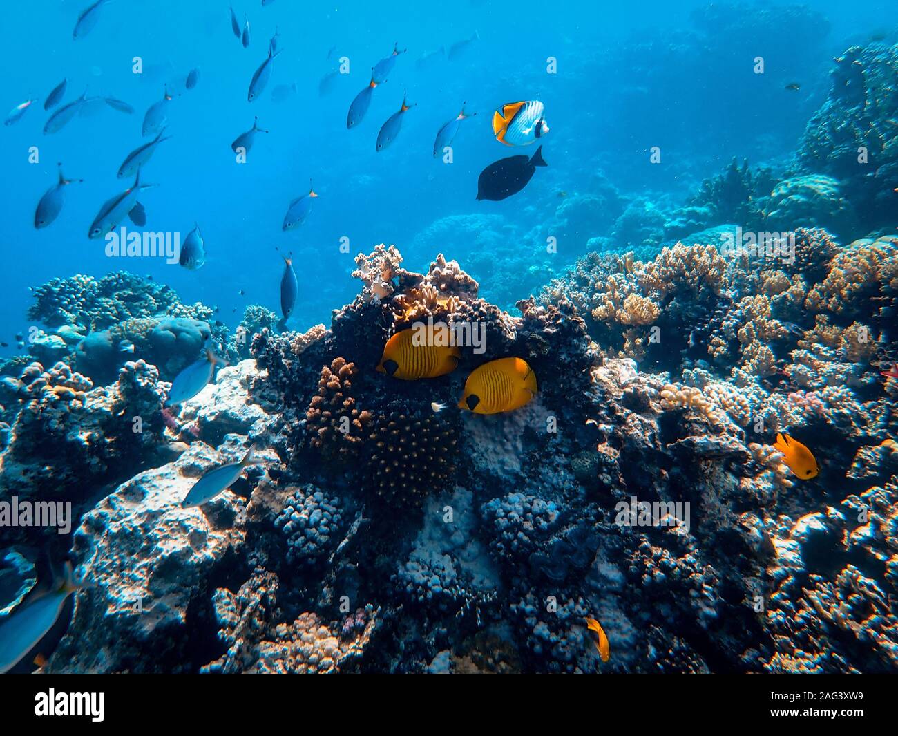 Beautiful fish and corals at the bottom of the sea Stock Photo - Alamy