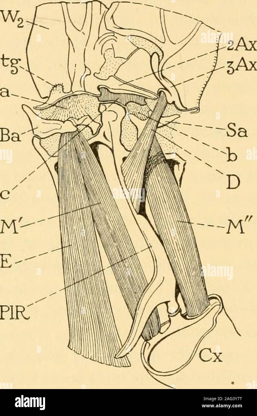 . Smithsonian miscellaneous collections. bases, and they arethus free ...