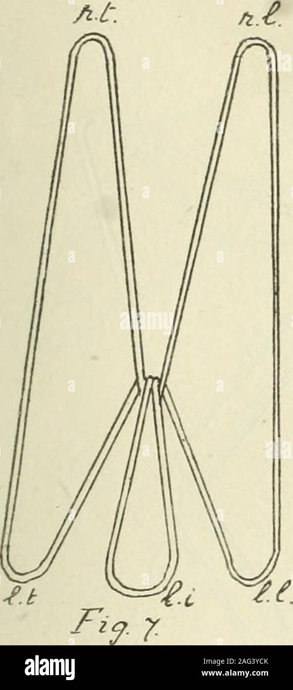 . Timehri. Tii-6 Stock Photo - Alamy