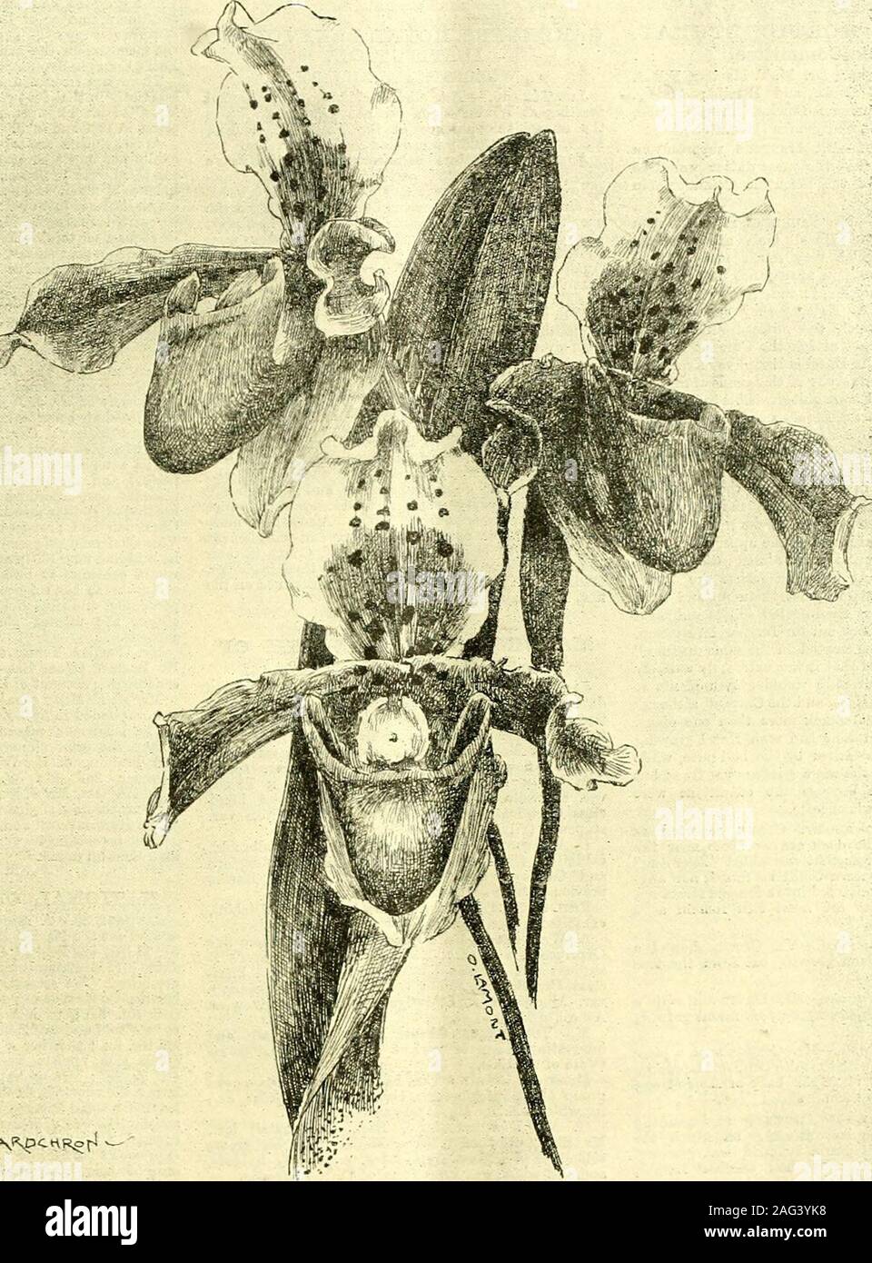 Shorter than the scape hi-res stock photography and images - Alamy