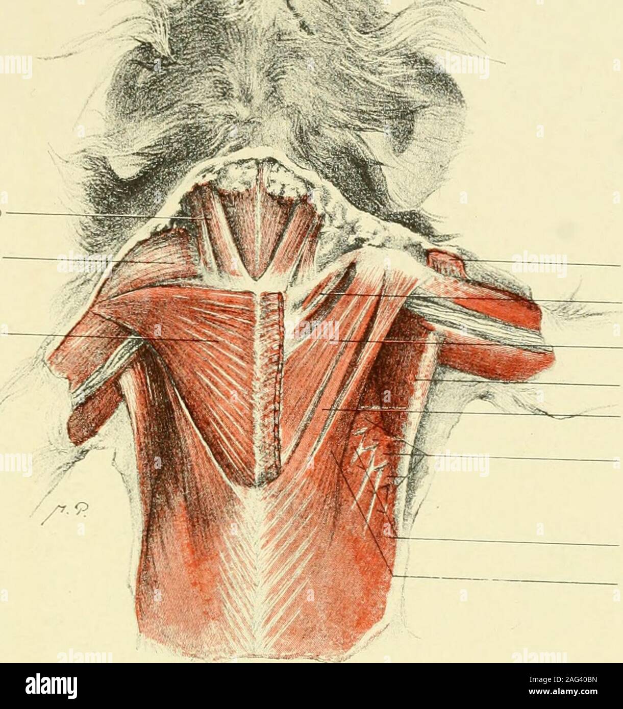 . The American journal of anatomy. FIG. 2--PHYLOGENETIC SCHEMA OF ...
