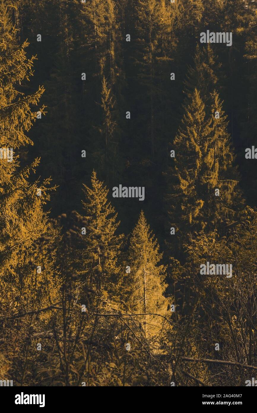 A vertical high angle shot of some beautiful tall trees in a forest Stock Photo - Alamy