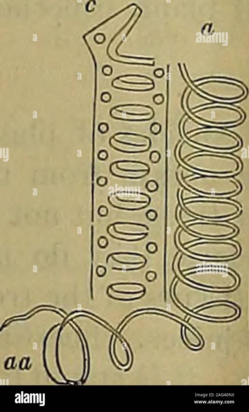 . The American entomologist and botanist Stock Photo - Alamy