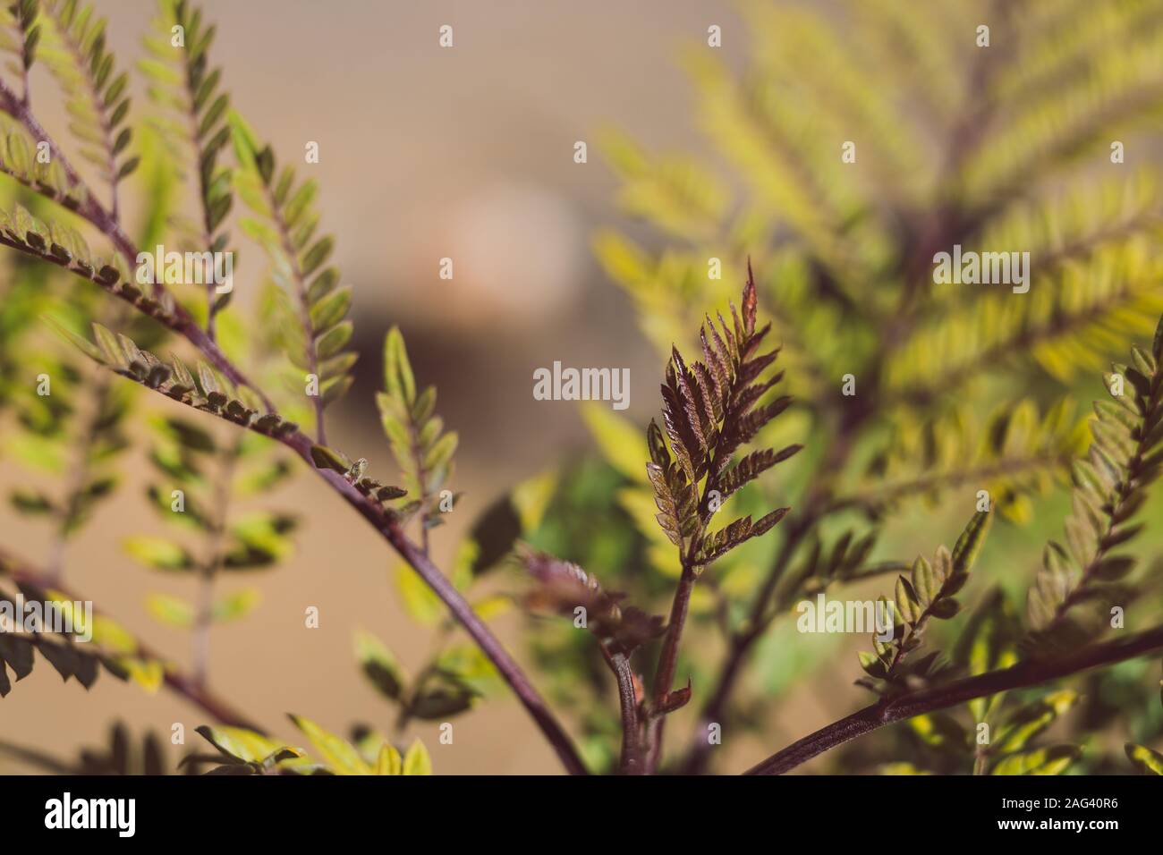 Jacaranda tree backyard hi-res stock photography and images - Alamy