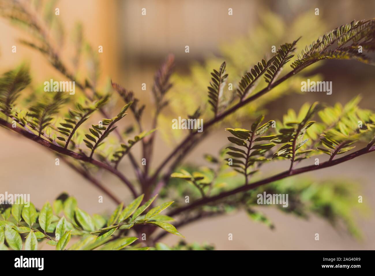 Jacaranda tree backyard hi-res stock photography and images - Alamy