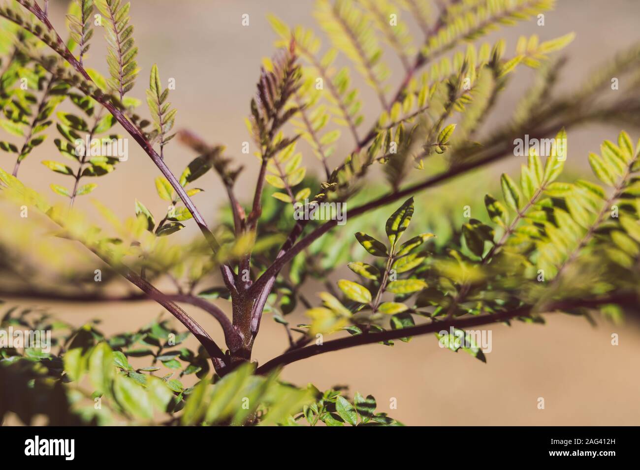 Jacaranda tree backyard hi-res stock photography and images - Alamy