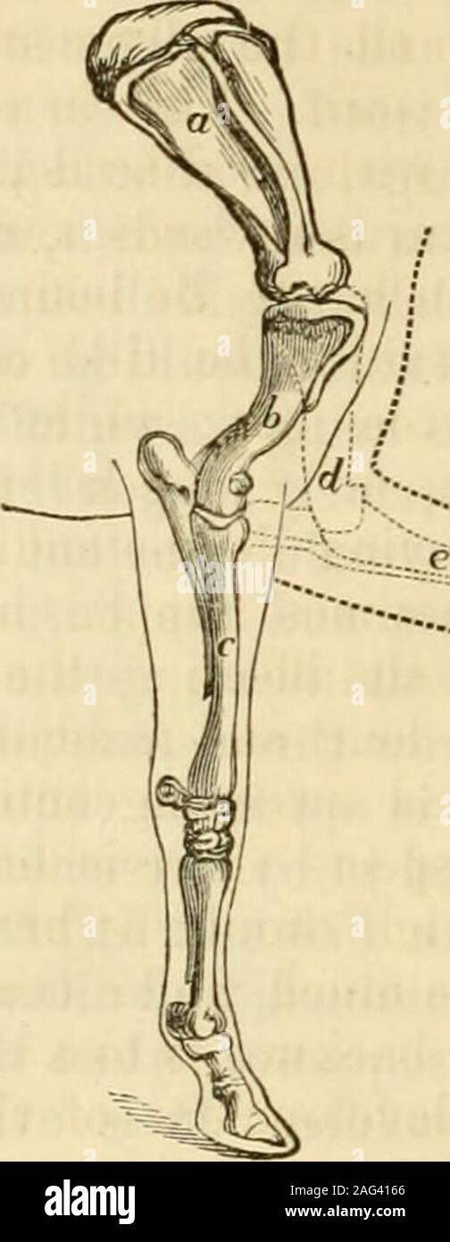 Shoulder fore hi-res stock photography and images - Alamy