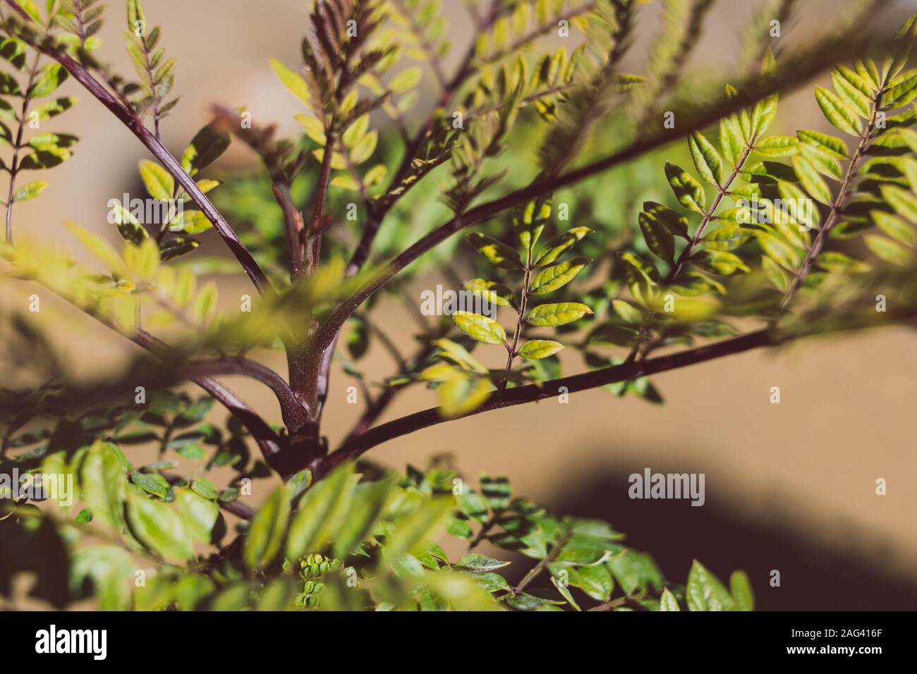 Jacaranda Leaves High Resolution Stock Photography and Images - Alamy