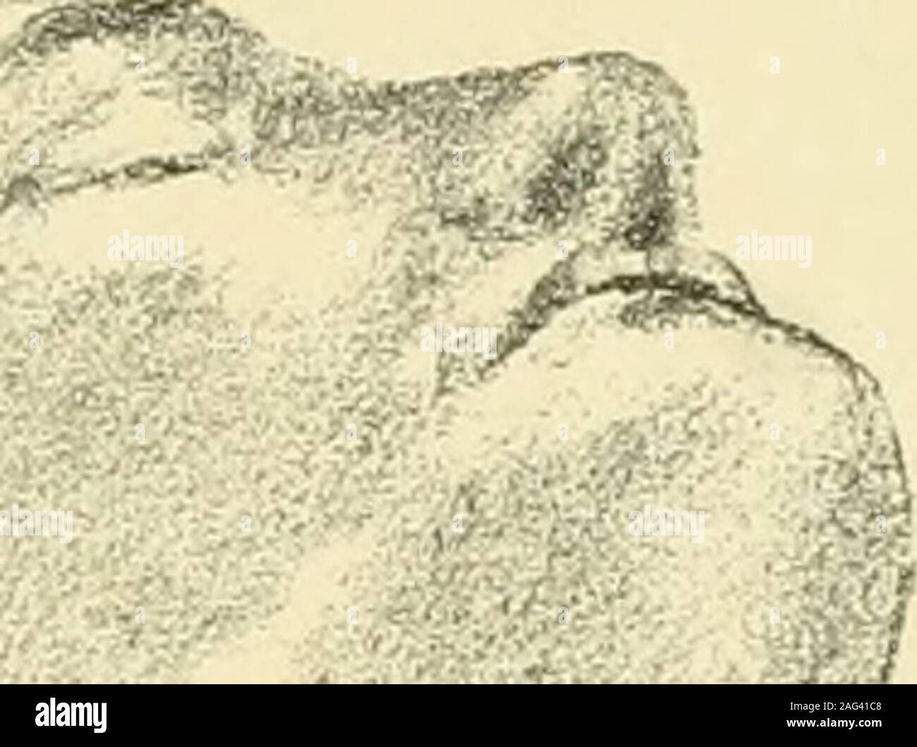 . The American journal of anatomy. versity Museum, No. 427. Fig. 4 ...