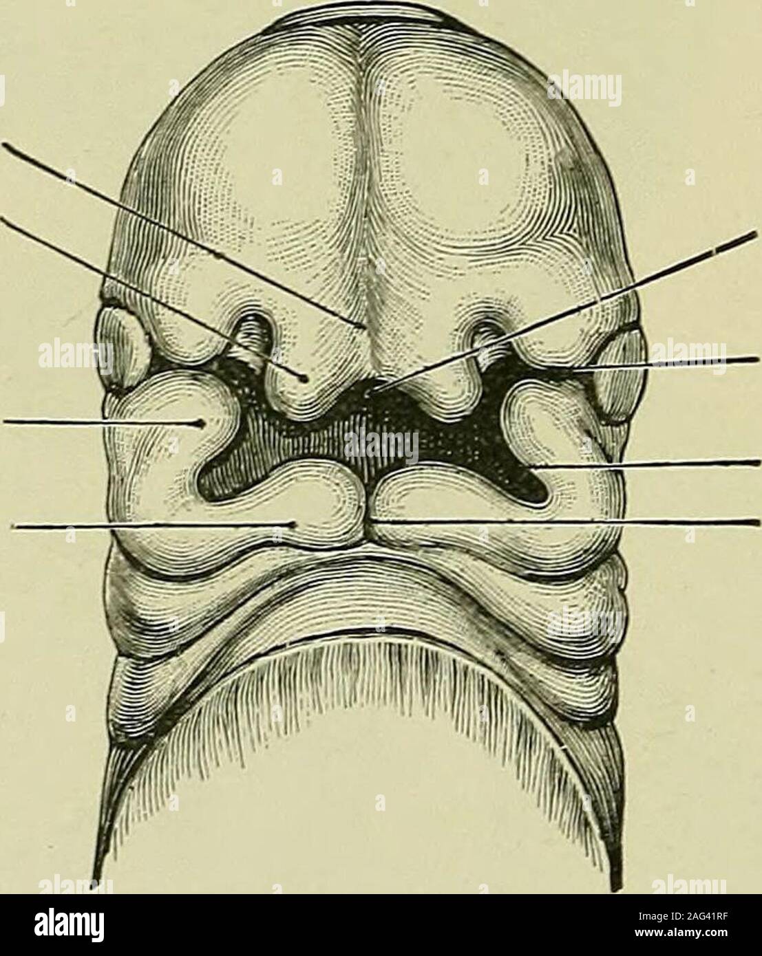 Embryo sternum development hi-res stock photography and images - Alamy