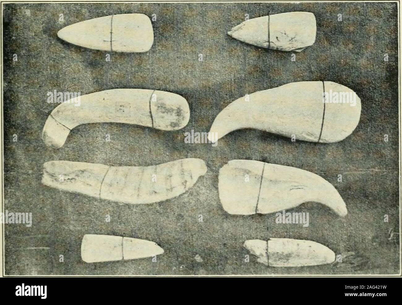 . Timehri. Pottery and Stone Implement.. Shell Implements The Indians ...