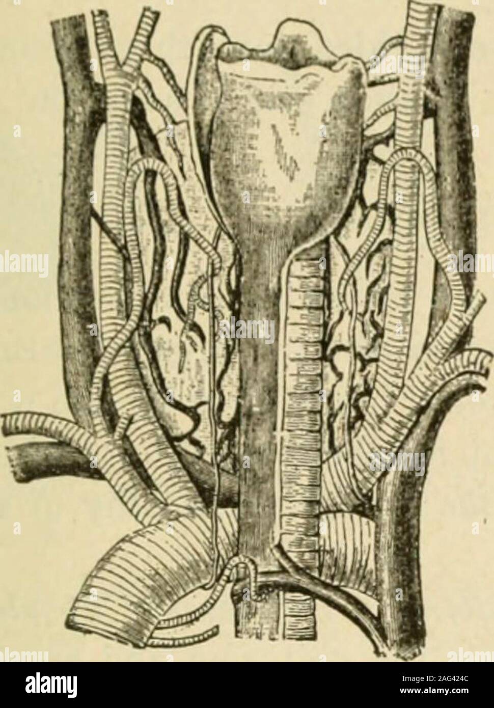 Thyroid gland capsule hi-res stock photography and images - Alamy