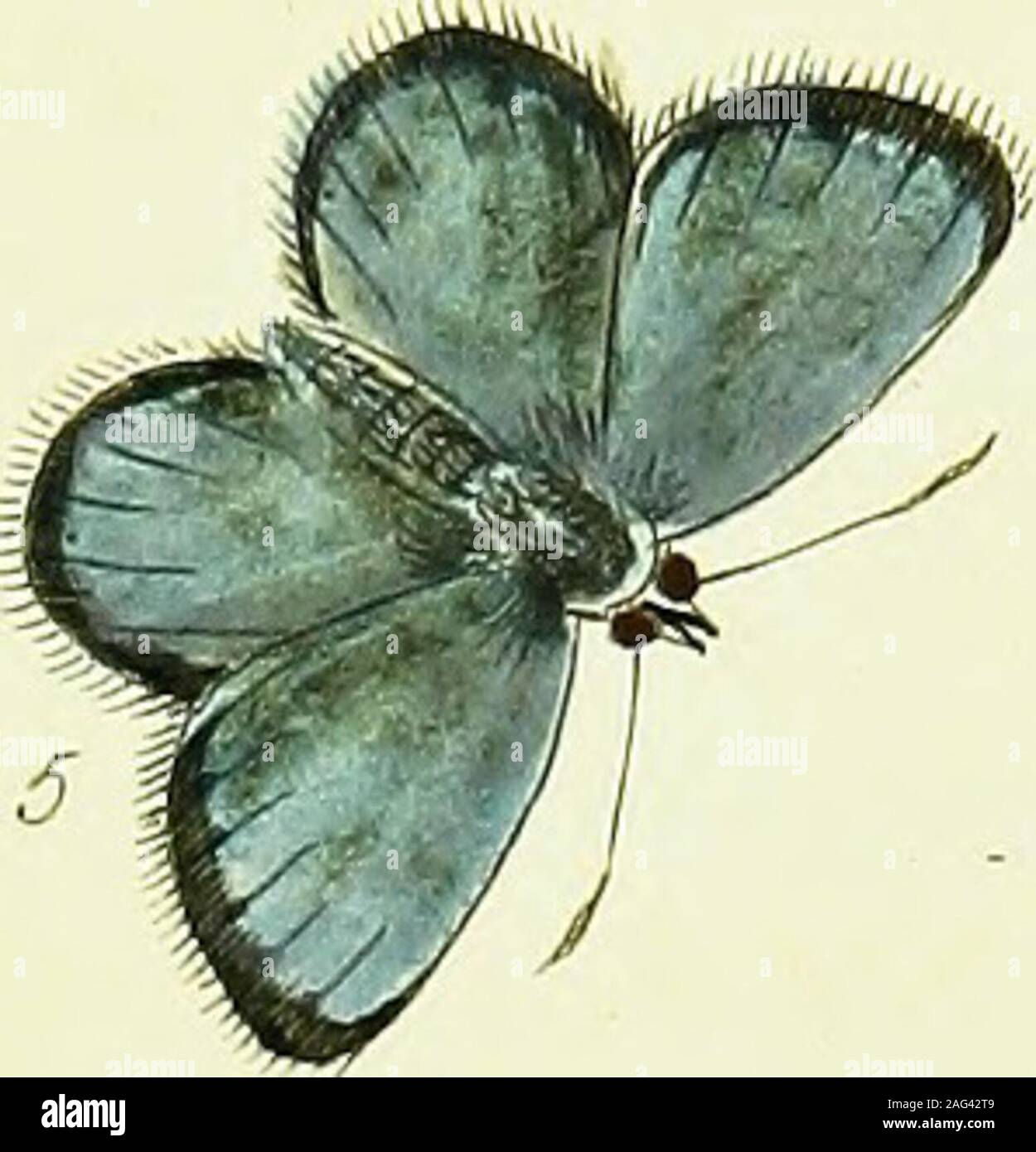 . The papilios of Great Britain, systematically arranged, accurately ...