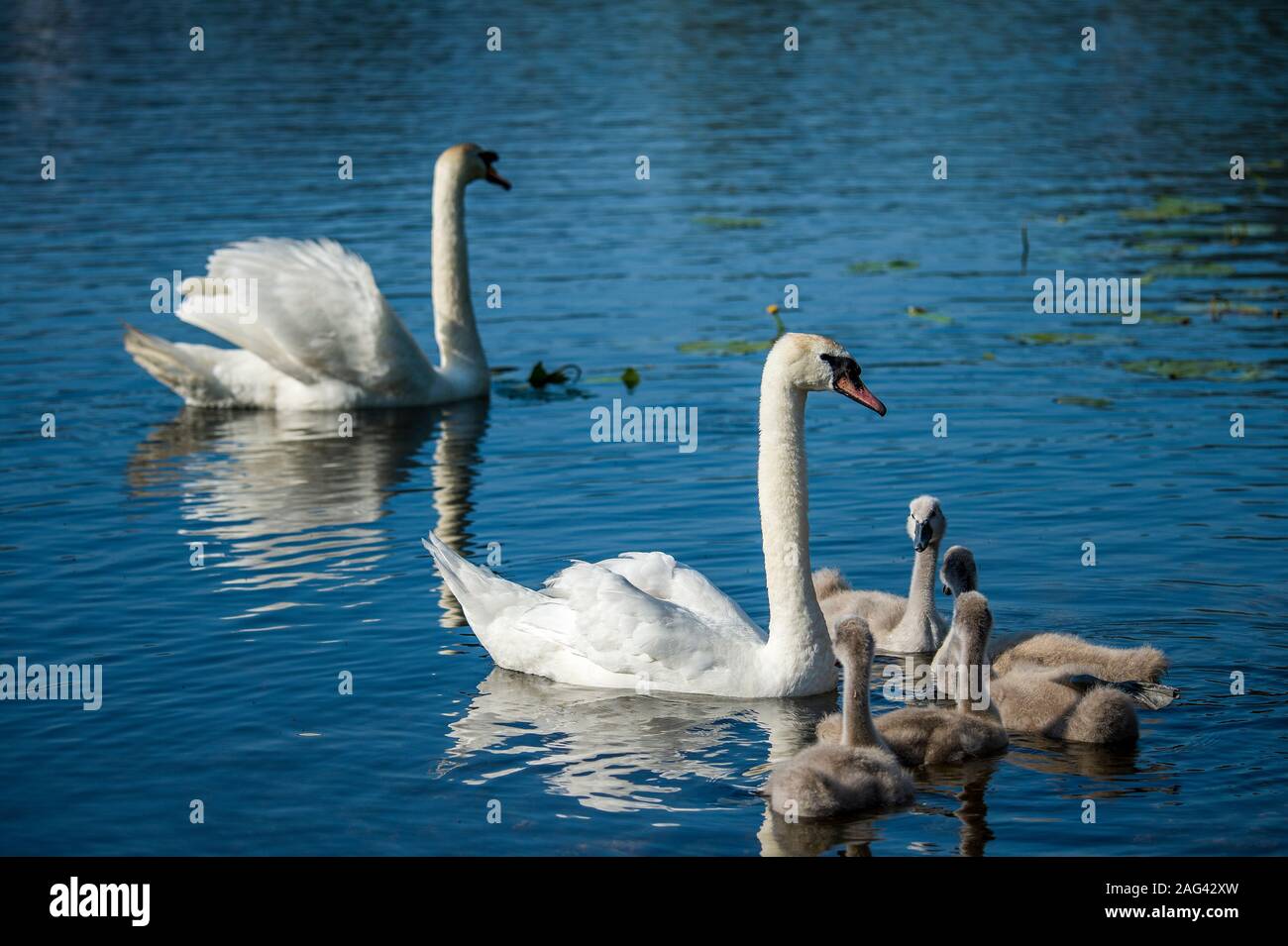 Pond singel hi-res stock photography and images - Alamy