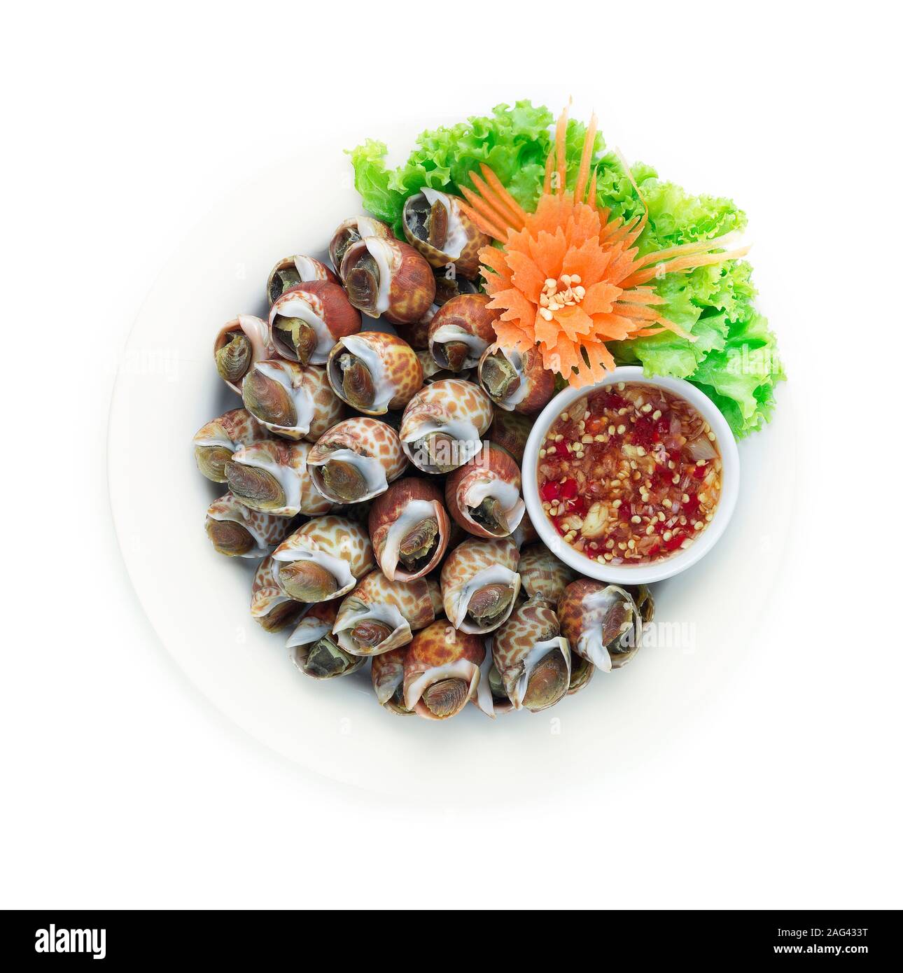 Steamed Spotted Babylon Blanching (Fresh Sea Babylonia Areolata Shell ...