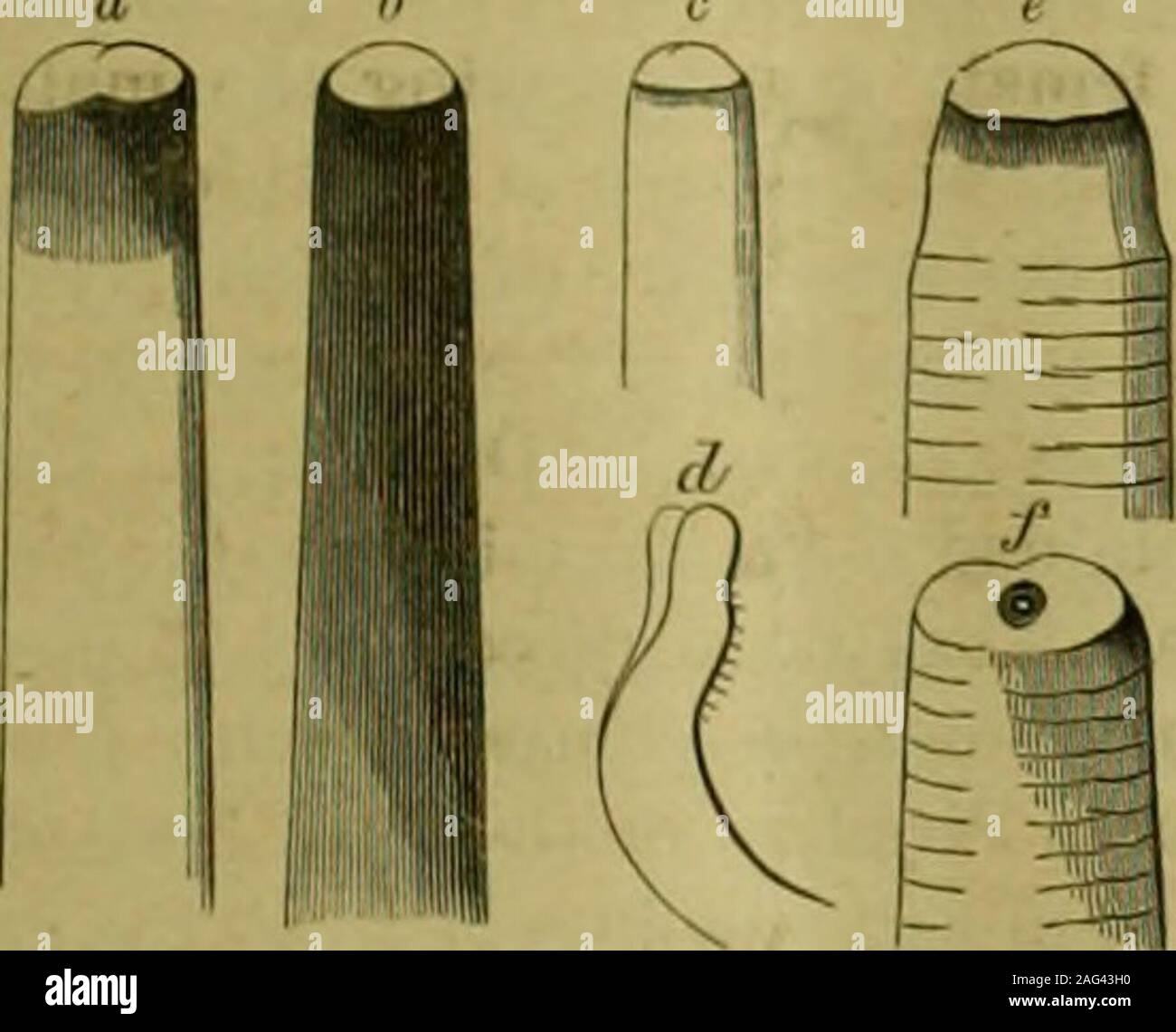 Horse hair worm hi-res stock photography and images - Alamy