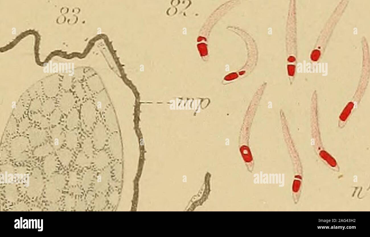 Archives de parasitologie hi-res stock photography and images - Alamy