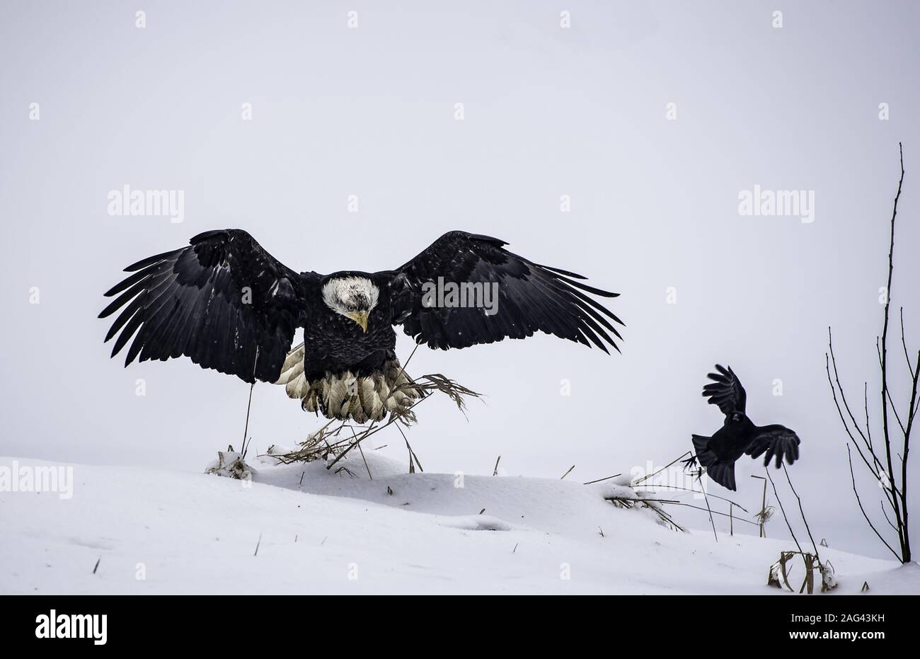 Parent bald eagle teaching the baby eagle to fly in a snowy area - a ...