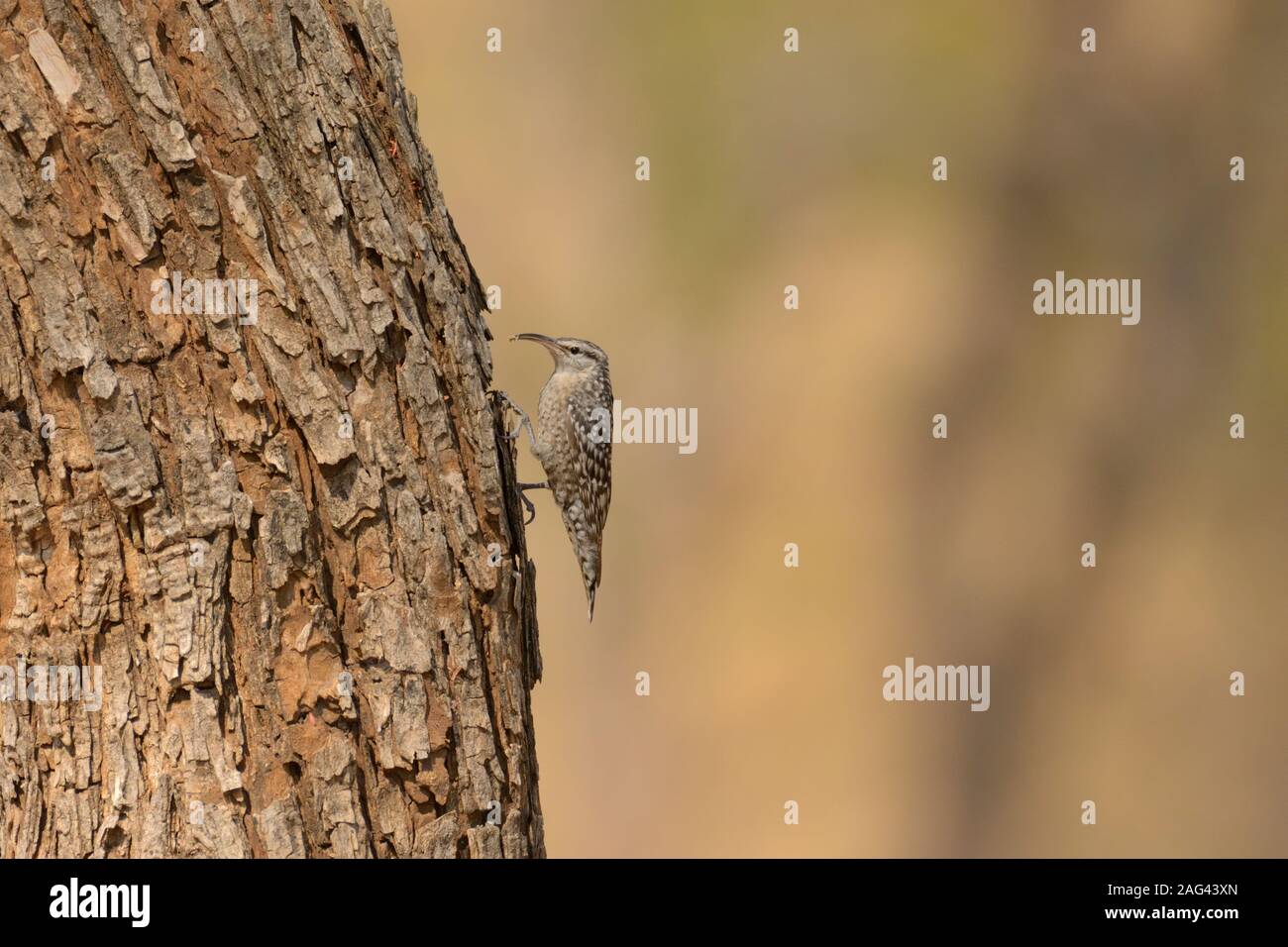 Indian spotted creeper (Salpornis spilonotus) at Dahod, Gujarat, India ...