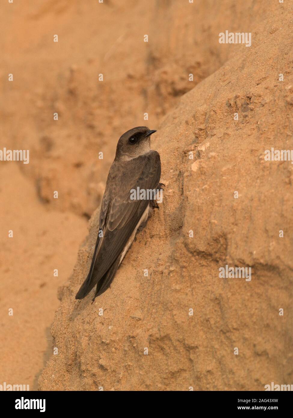Grey-throated martin or Asian plain martin (Riparia chinensis) at ...