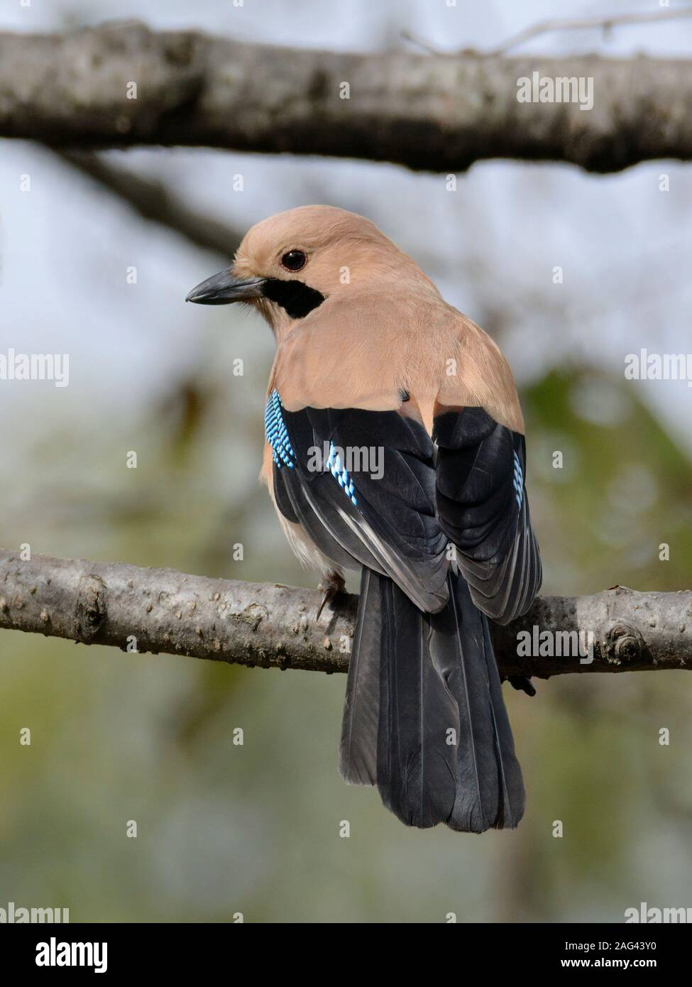 Eurasian Jay (Garrulus glandarius Stock Photo - Alamy Eurasian Jay (Garrulus glandarius Stock Photo - Alamy