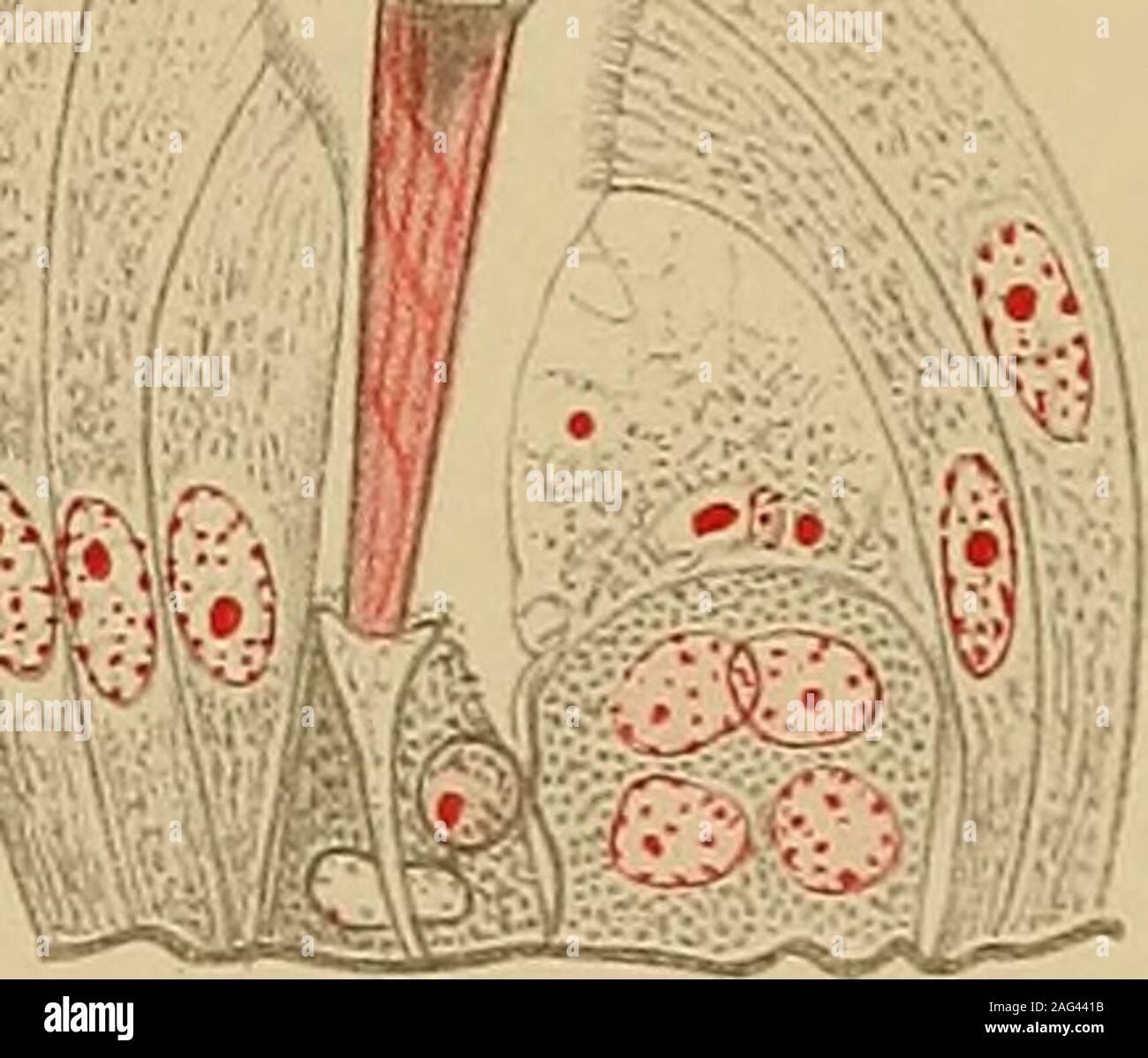 Archives de parasitologie hi-res stock photography and images - Alamy