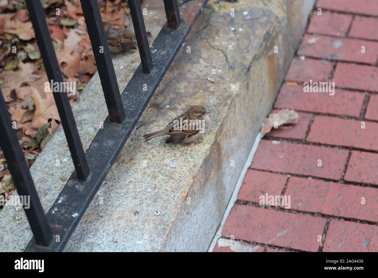 Beautiful little bird sitting on the sidewalk Stock Photo - Alamy