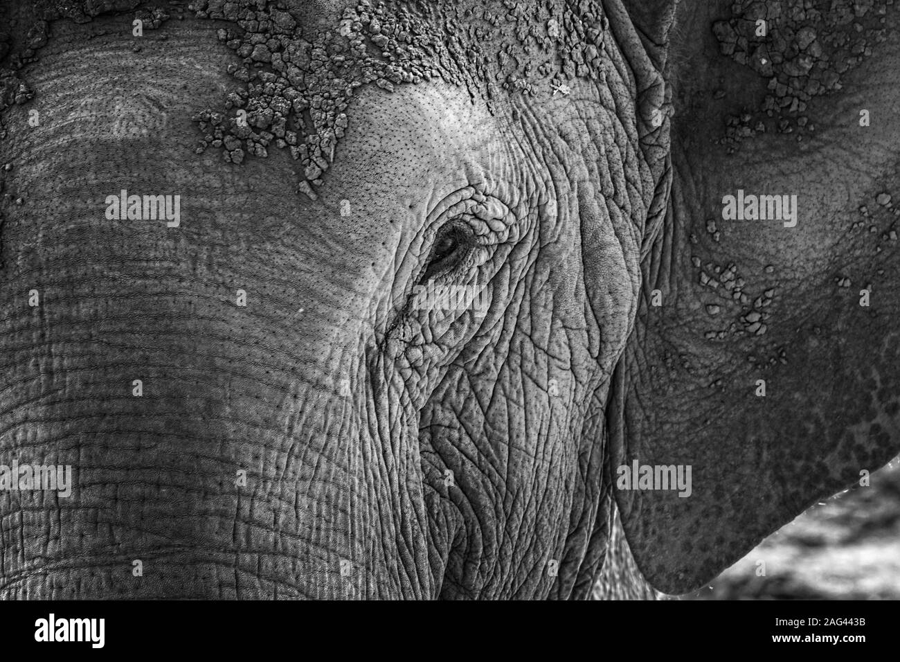 Greyscale closeup shot of the eye of an elephant with aged skin - a ...