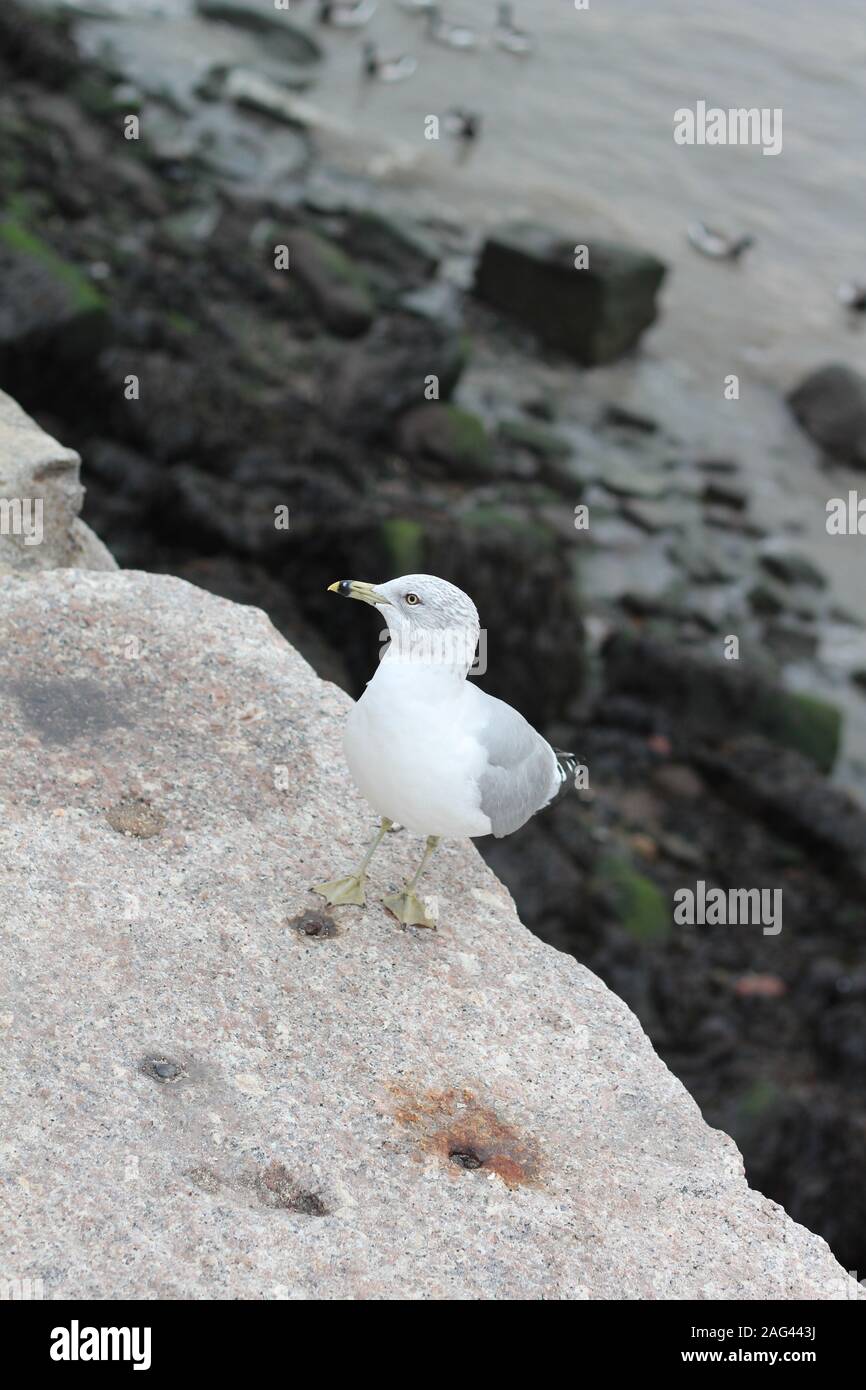 Vertical nobody white wild wildlife wing vertical ornithology avian hi ...