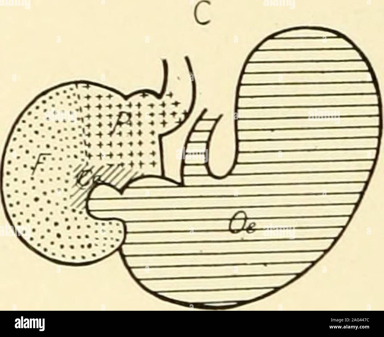 . The American journal of anatomy Stock Photo - Alamy