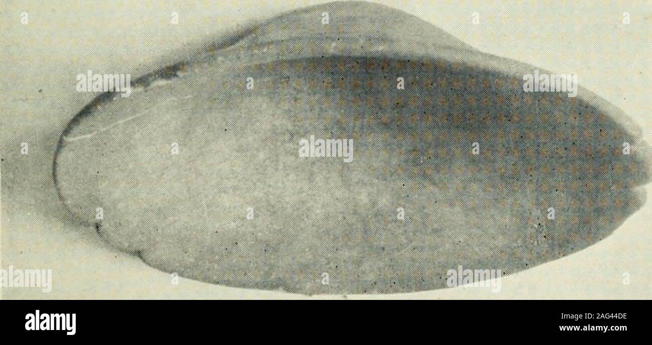 . Timehri. m. 10. Skull from Akawabi Hill. 11. Vessel Covering the ...