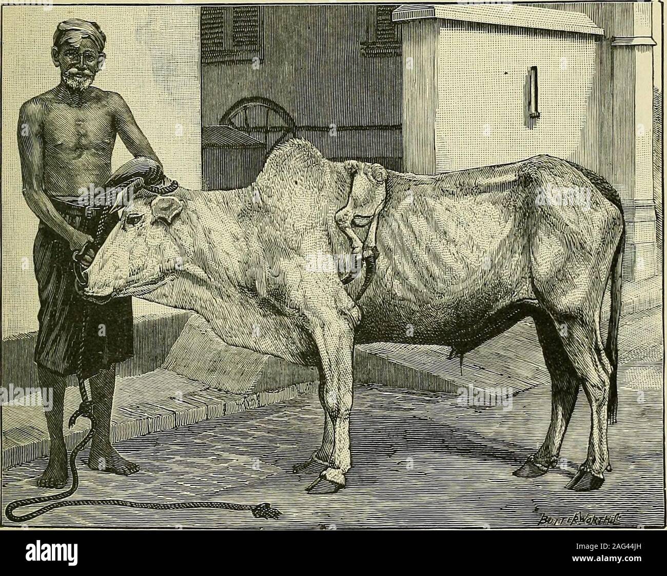 Parasitic twin hi-res stock photography and images - Alamy