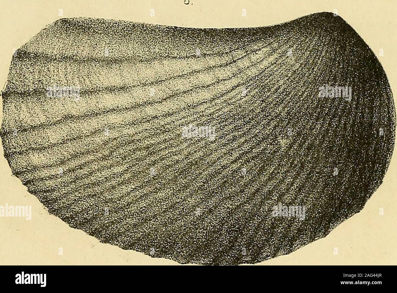 Fossil pecten hi-res stock photography and images - Alamy