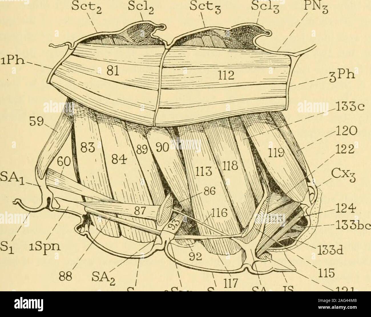 Spiracle grasshopper hi-res stock photography and images - Alamy