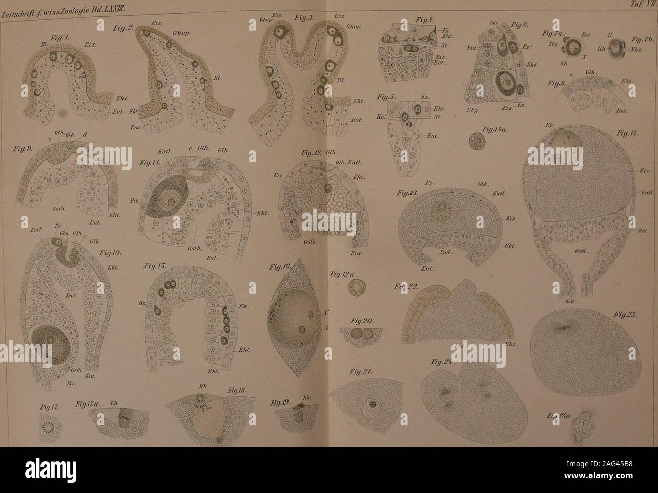 El ena hi-res stock photography and images - Alamy