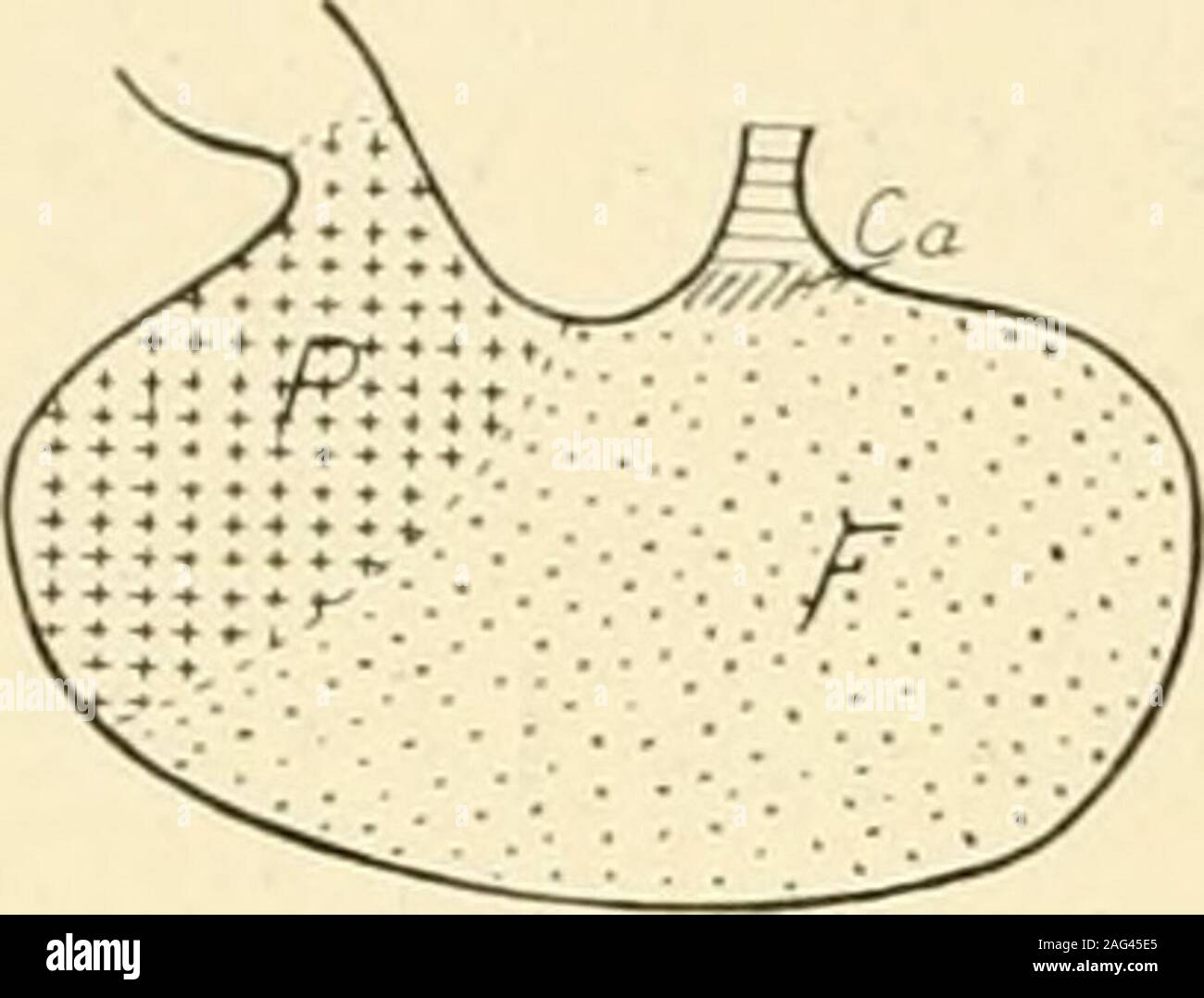 Cardiac Glands High Resolution Stock Photography and Images - Alamy