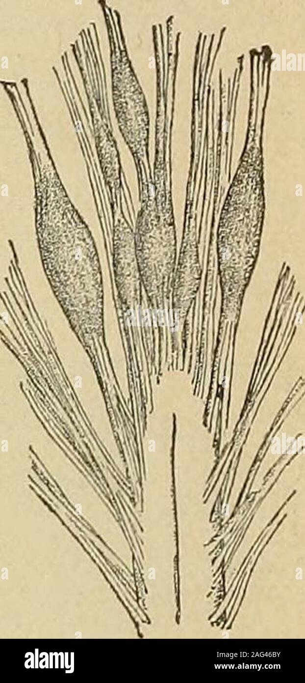 Neuromata hi-res stock photography and images - Alamy