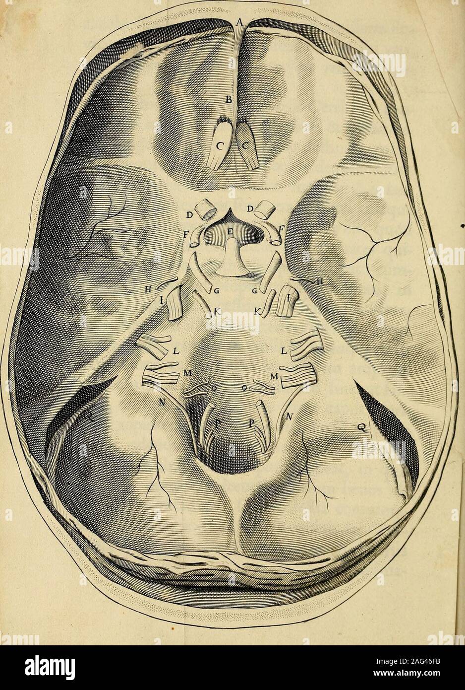 Nofe hi-res stock photography and images - Alamy