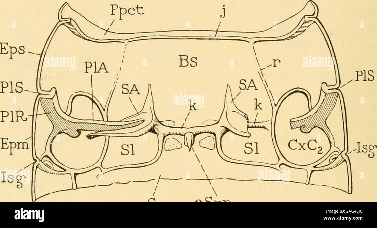 . Smithsonian miscellaneous collections. is that of the mesosternum ...
